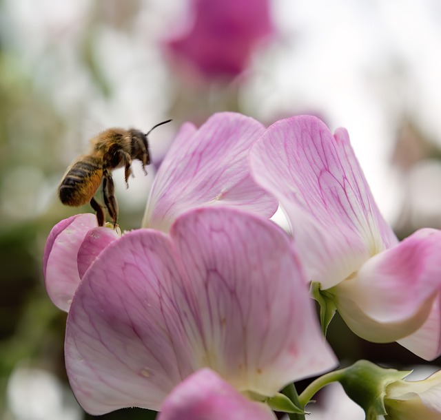 Abeille Macro Fleur - Photo gratuite sur Pixabay - Pixabay