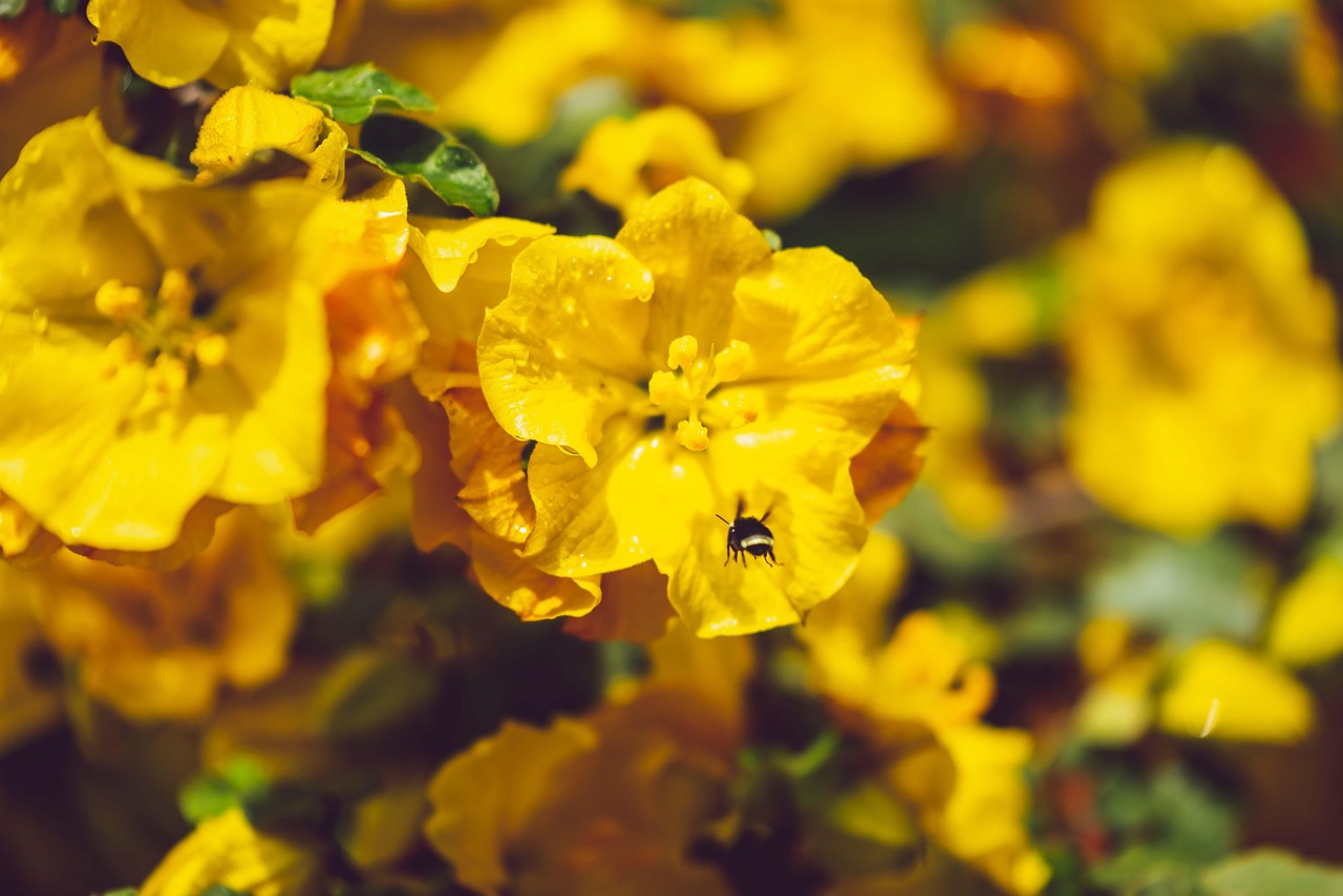 Yellow Bee Flower - Free photo on Pixabay
