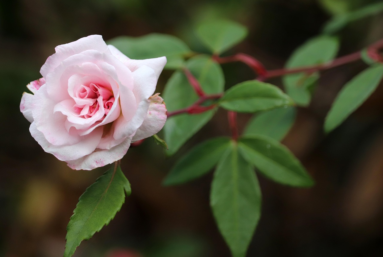 Rose Tige Fleur - Photo gratuite sur Pixabay - Pixabay