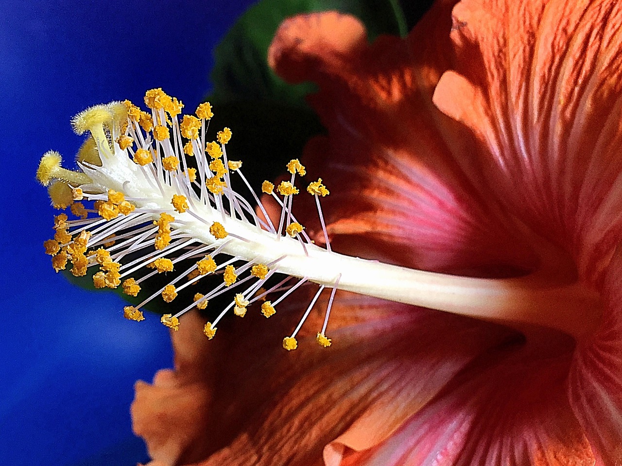 Fleur D'Hibiscus D'Oranger - Photo gratuite sur Pixabay - Pixabay