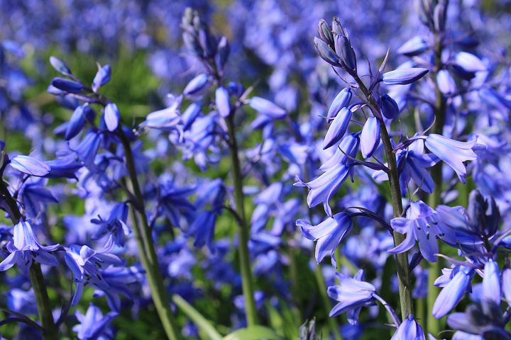 500+ Free Blue Bells & Blue Photos - Pixabay