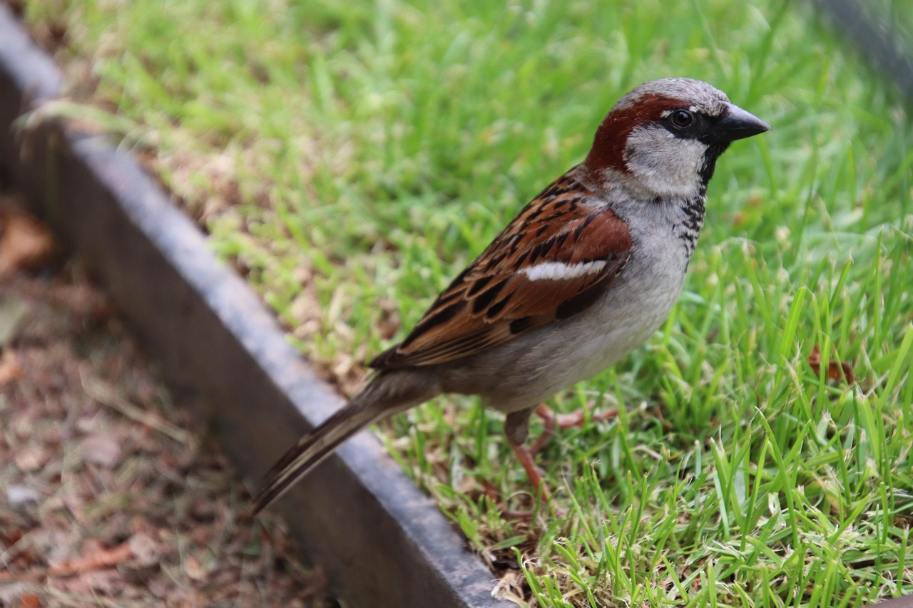Moineau Friquet Los Gorriones Aves - Foto gratis en Pixabay