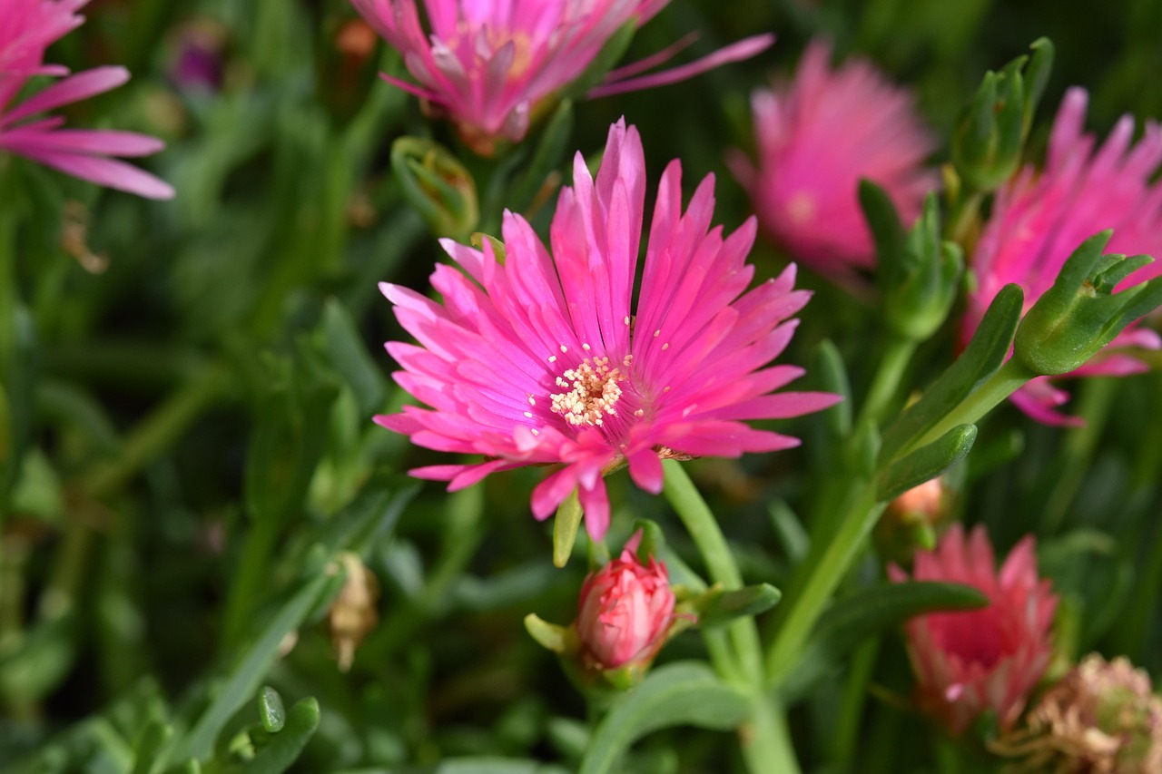 1+ Free Ficoid & Flower Images - Pixabay