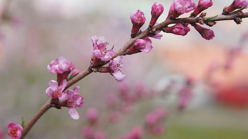 10,000+ Free Bushes & Nature Photos