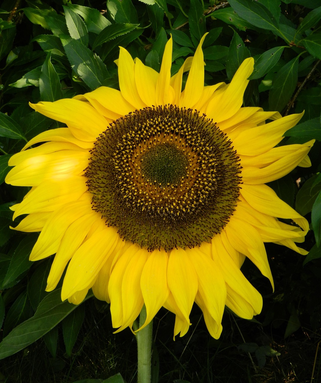Sunflower Sun Garden - Free photo on Pixabay - Pixabay