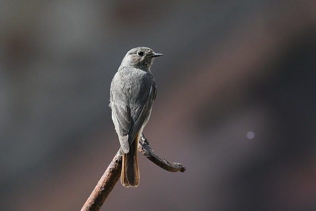 Oiseau Passereau Nature - Photo gratuite sur Pixabay - Pixabay