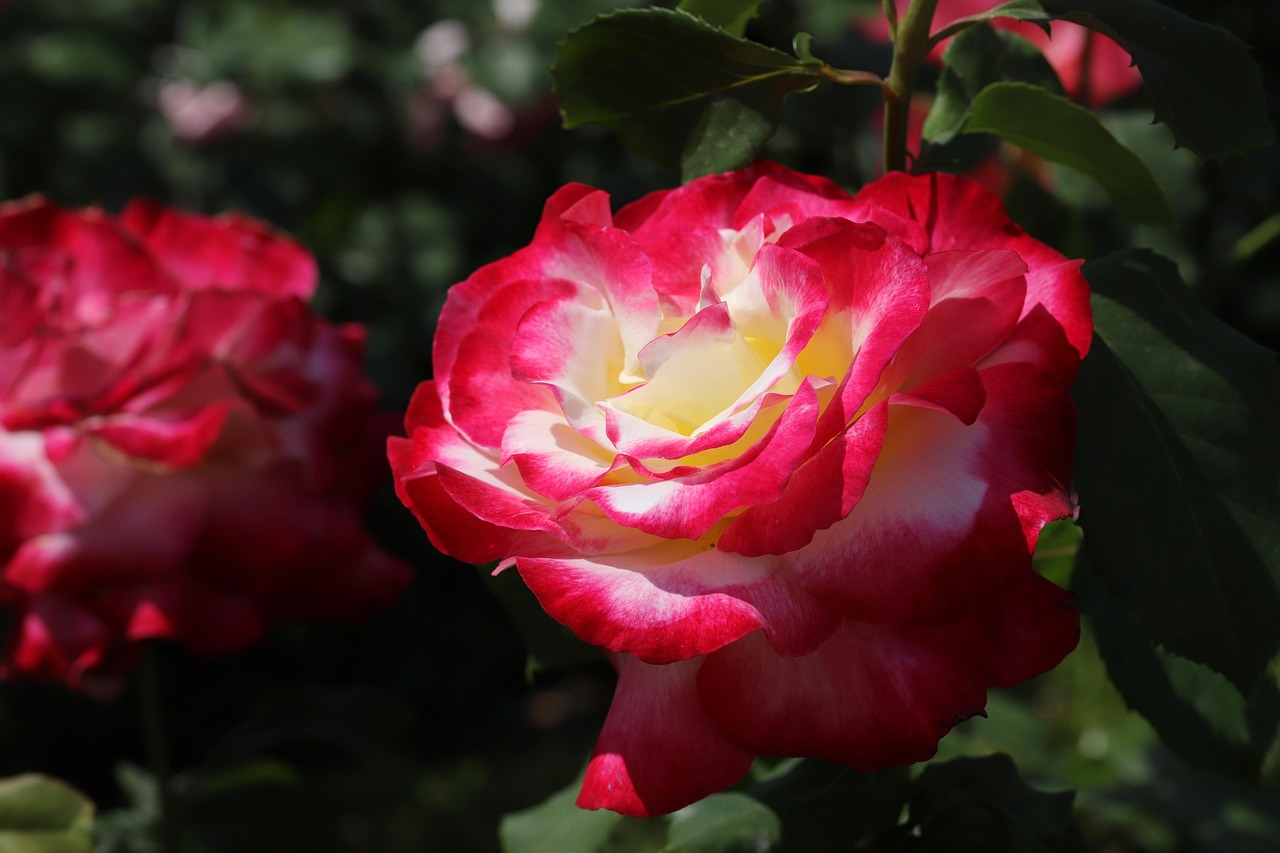 Rose Rosen Blumen Blume - Kostenloses Foto auf Pixabay