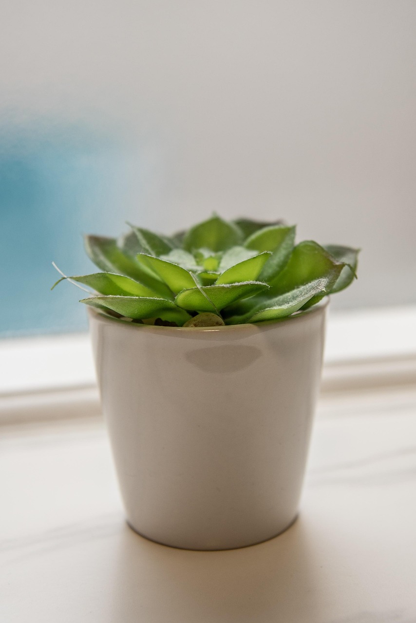 400,000+ Free Flower In Pot & Flower Pot Images - Pixabay