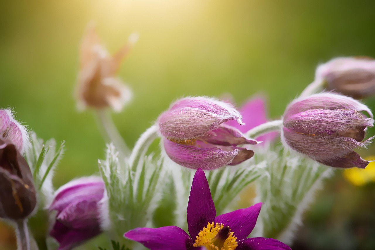 Flower Anemones Garden - Free photo on Pixabay - Pixabay