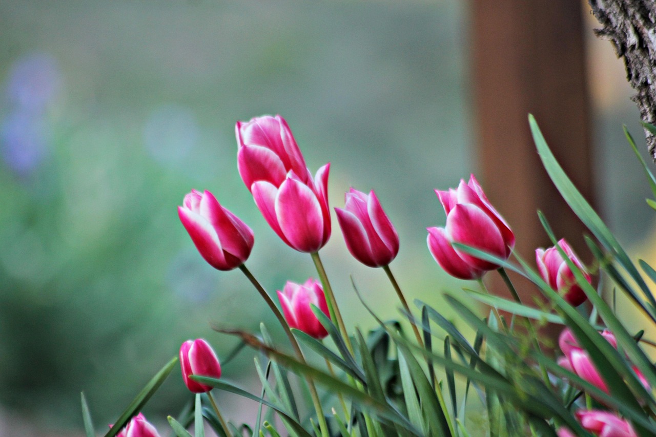 Primavera Jardim Flores - Foto gratuita no Pixabay - Pixabay
