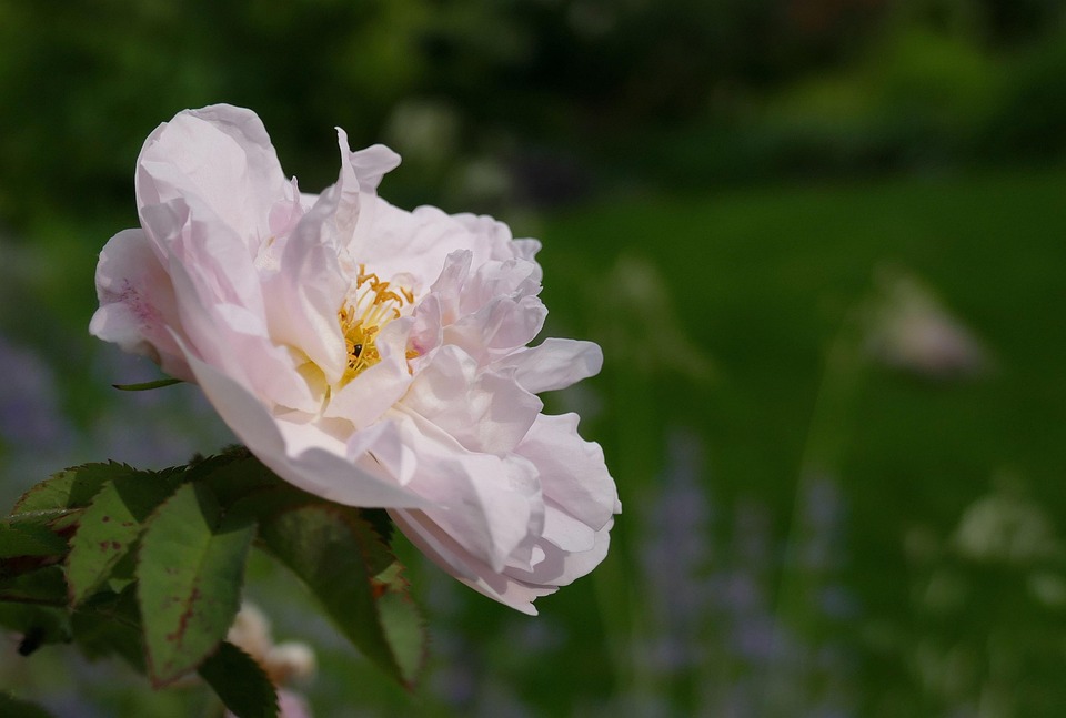 Rose Jardin Fleur La - Photo gratuite sur Pixabay - Pixabay