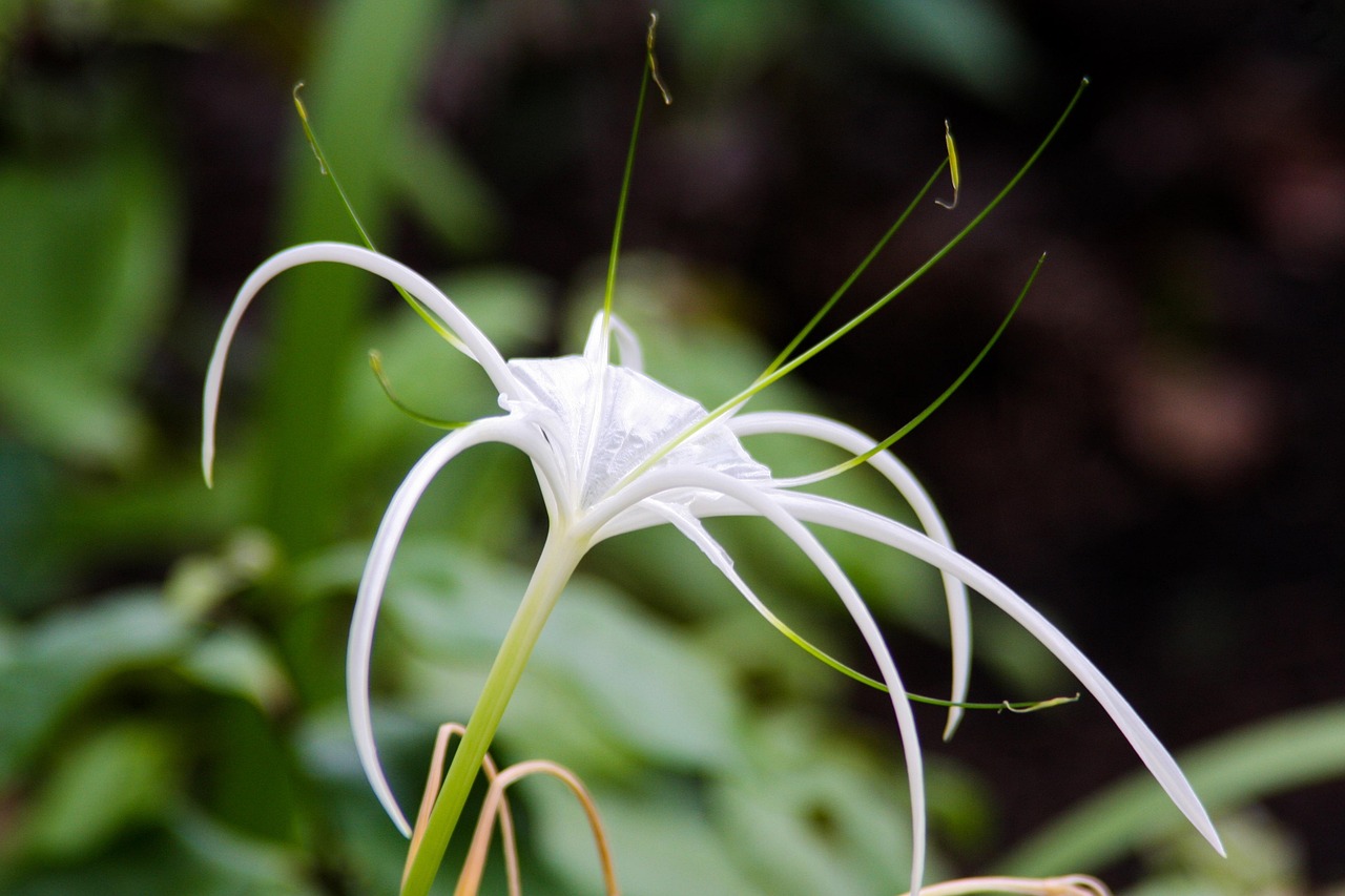 Fleur Blanche Plantes - Photo gratuite sur Pixabay - Pixabay