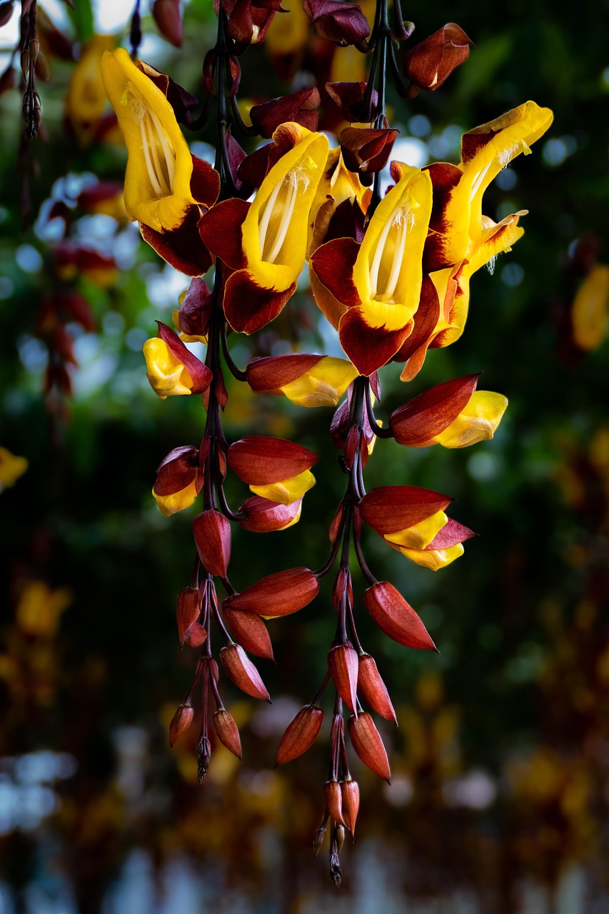 Orchidée Jaune Rouge - Photo gratuite sur Pixabay - Pixabay