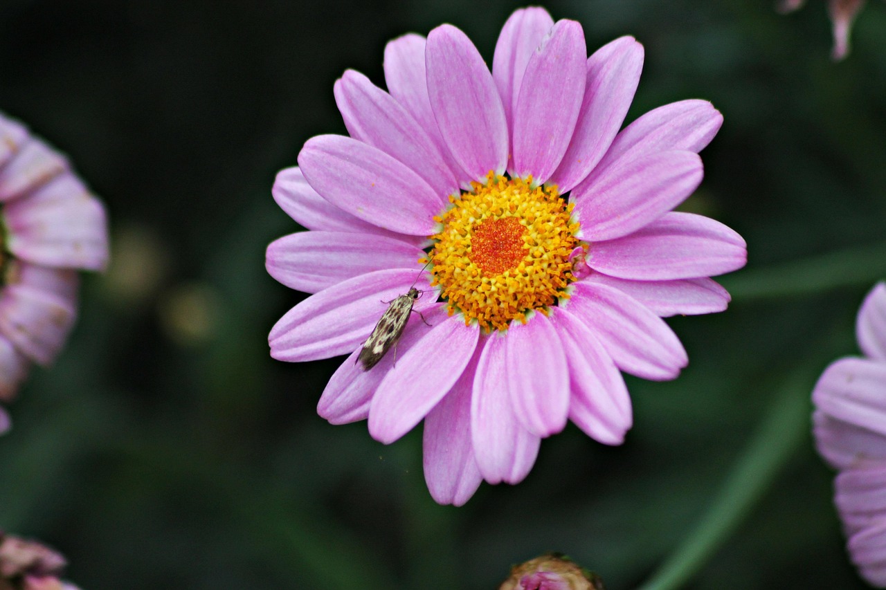 100+ Free Symbiosis & Nature Images - Pixabay