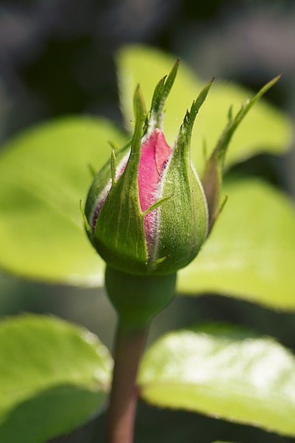 Rose Bourgeon Fleur - Photo gratuite sur Pixabay - Pixabay