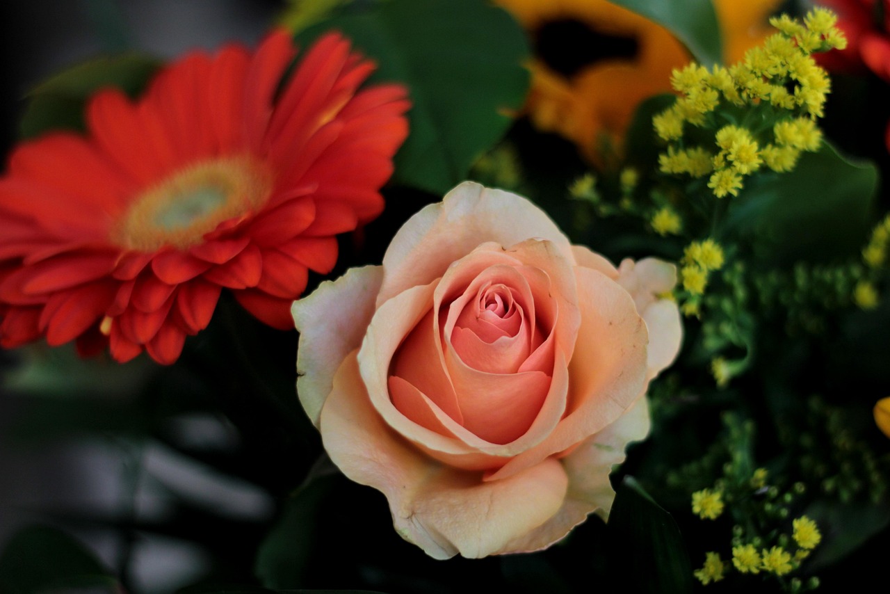 Rose Gerbera Ikan Salmon - Foto gratis di Pixabay - Pixabay