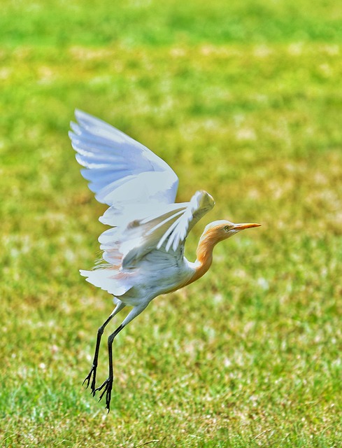 Crane Bird Wildlife - Free photo on Pixabay