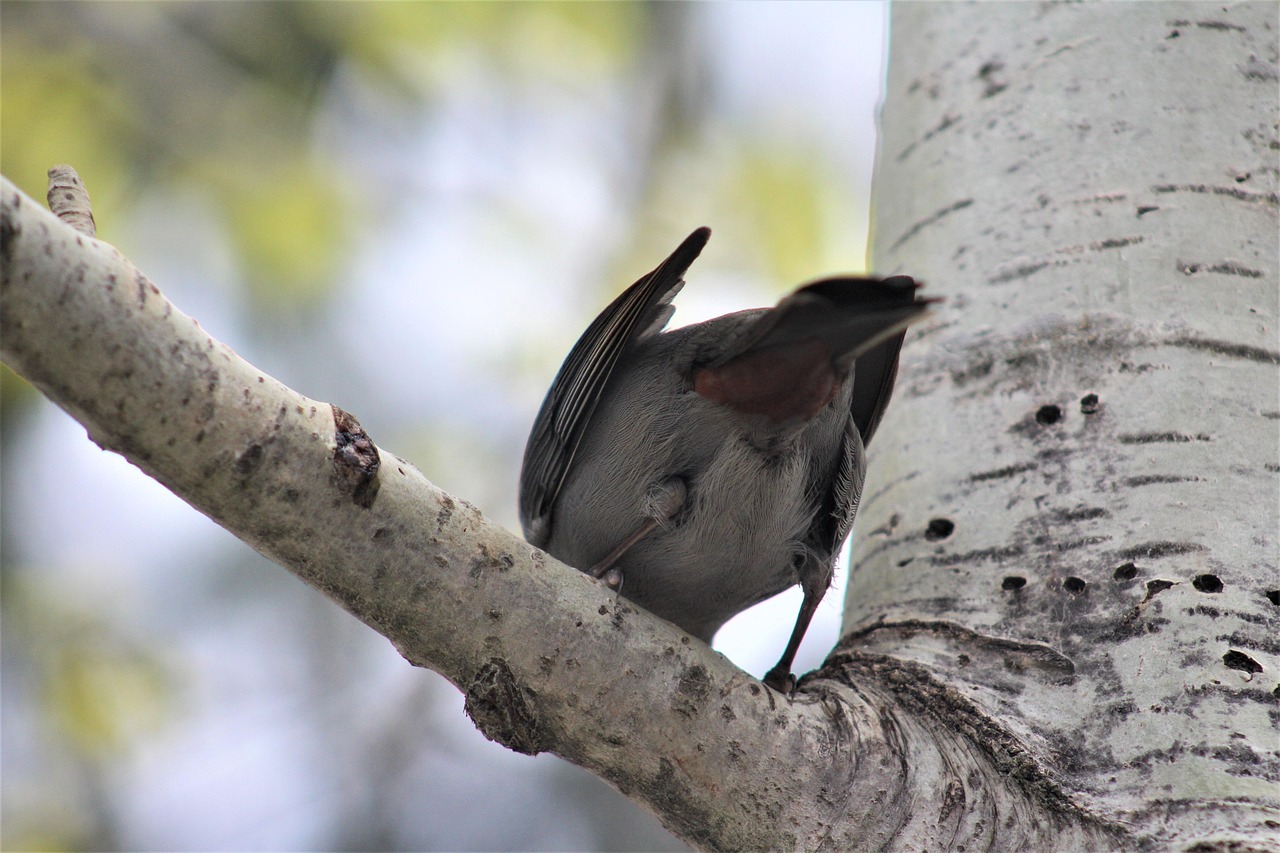 Cinza Catbird Pássaro Observação - Foto gratuita no Pixabay - Pixabay
