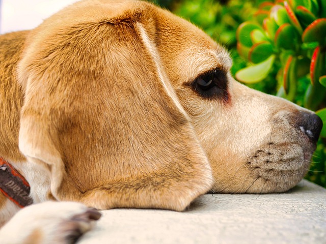 Perro Orejas Pelo - Foto gratis en Pixabay - Pixabay