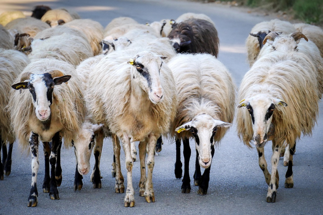 Sheep Flock Of Road - Free photo on Pixabay