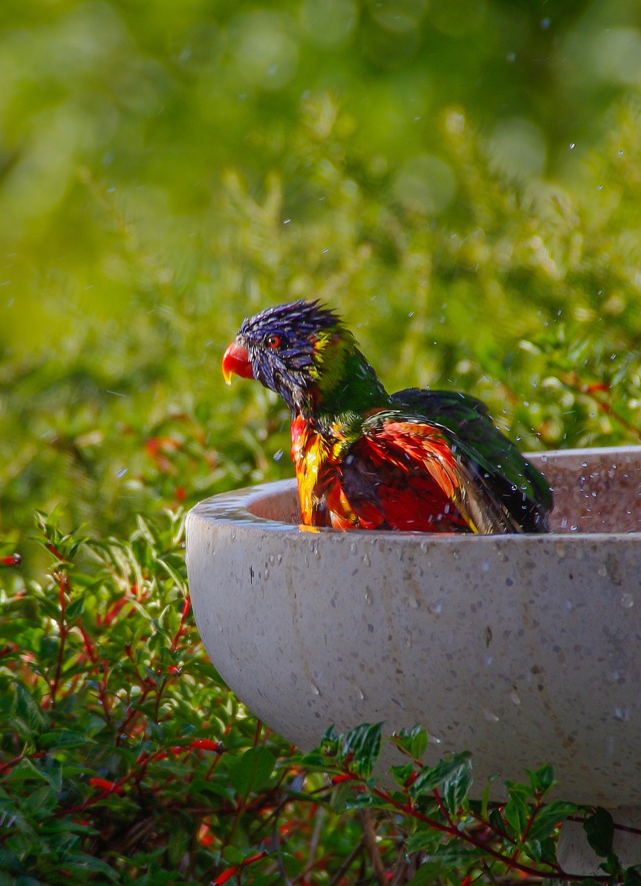 Rainbow Lorikeet Parrot Colourful - Free photo on Pixabay