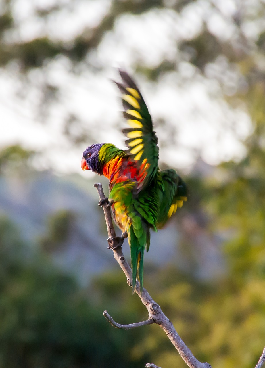 Rainbow Lorikeet Parrot Colourful - Free photo on Pixabay - Pixabay
