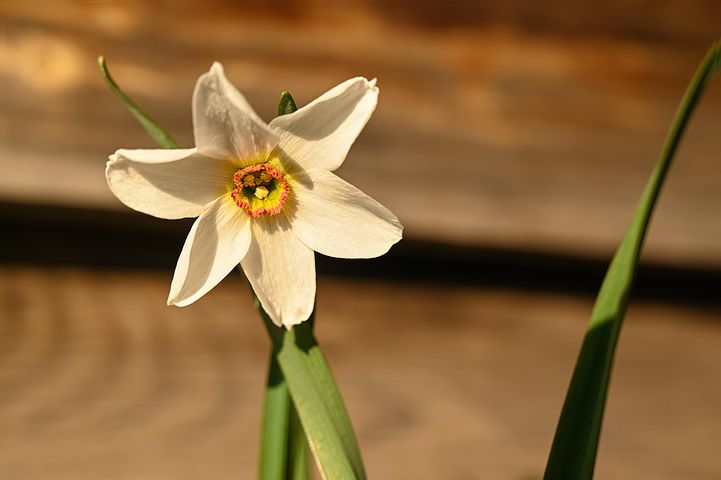 Narcisse Images - Téléchargez des images gratuites - Pixabay