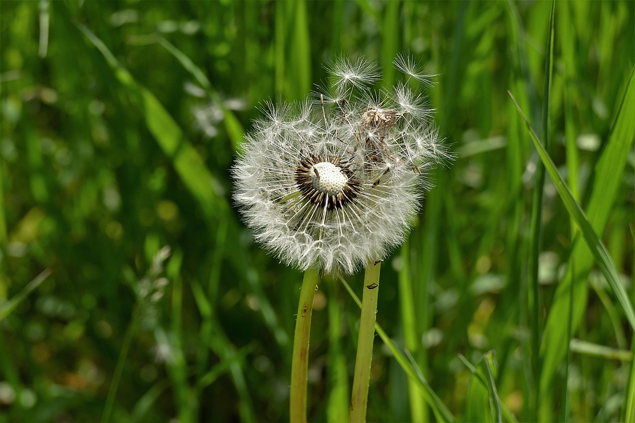 2.000+ kostenlose Pusteblume & Löwenzahn Fotos - Pixabay