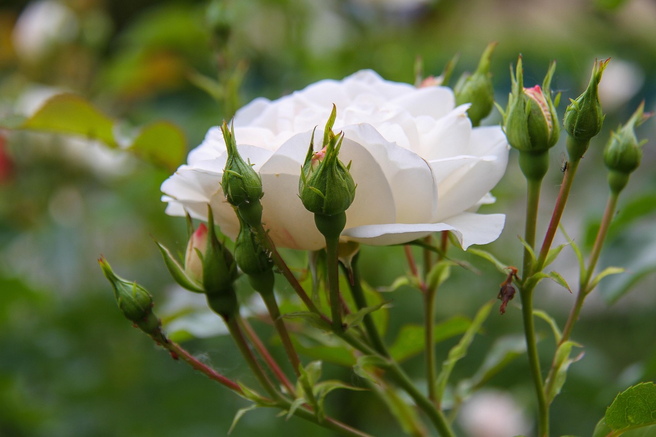 Rosa White Garten - Kostenloses Foto auf Pixabay - Pixabay
