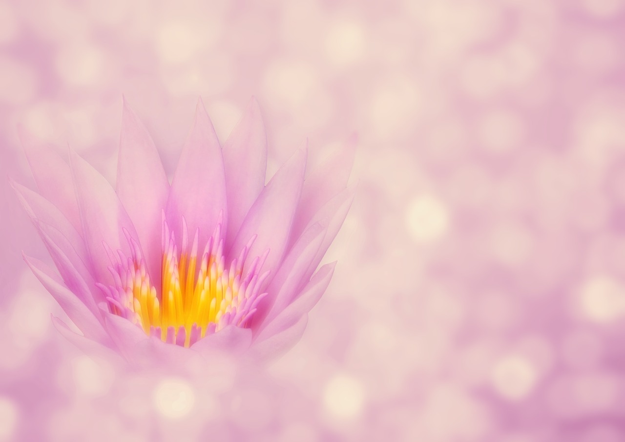 40,000+ Free Lotus Desktop Wallpaper & Hd Wallpaper Images - Pixabay