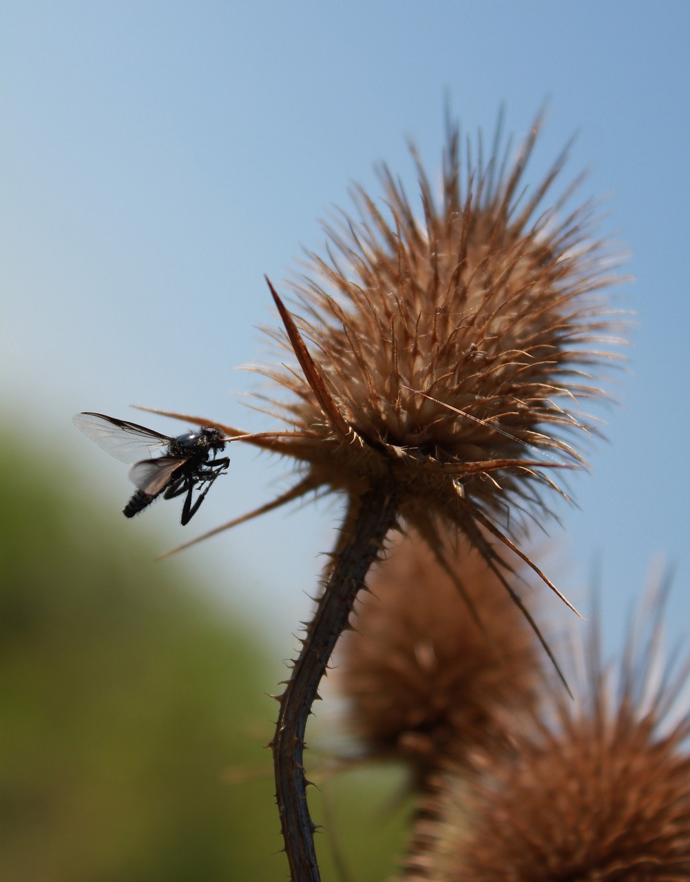 Nature Fly Animal - Free photo on Pixabay - Pixabay
