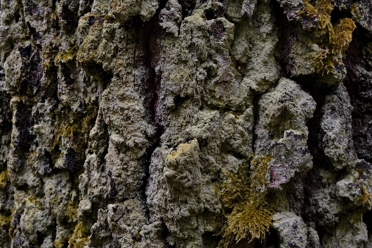 Arbre Aboyer Tribu - Photo gratuite sur Pixabay - Pixabay