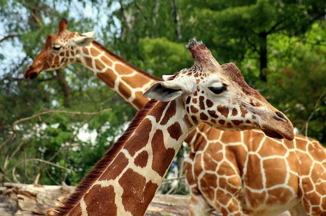 Giraffe Animal Mammal The - Free photo on Pixabay