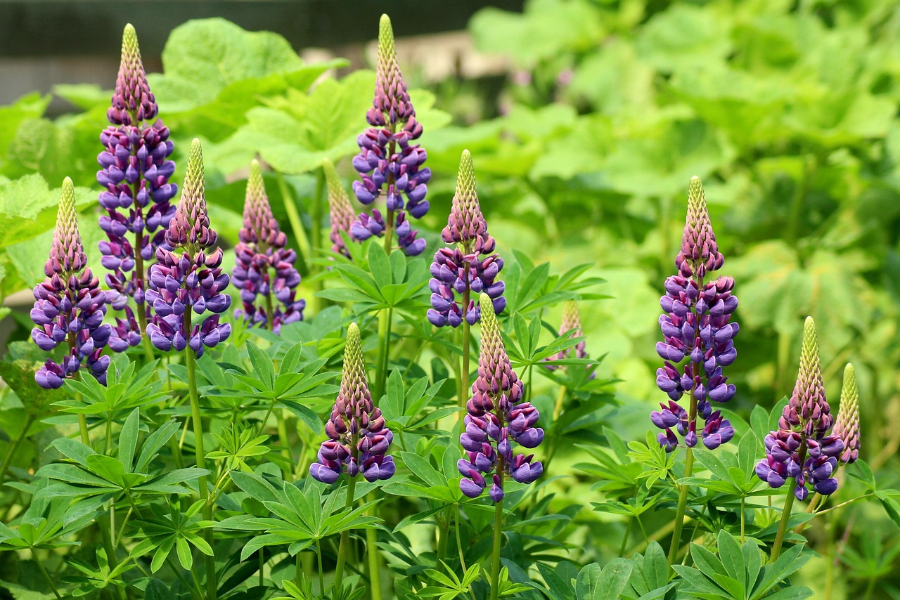400,000+ Free Lupin Flower & Lupine Images - Pixabay