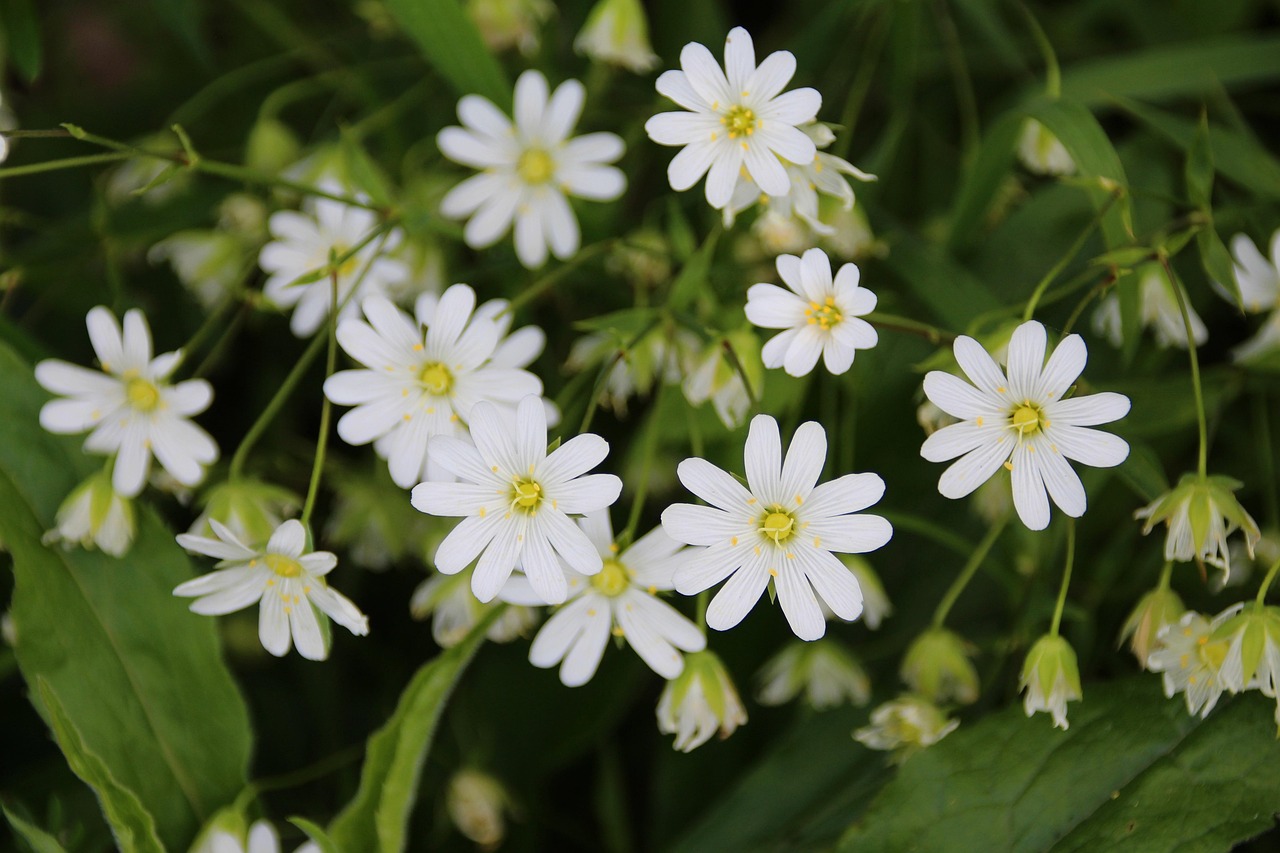 400+ Free Starlight & Nature Images - Pixabay