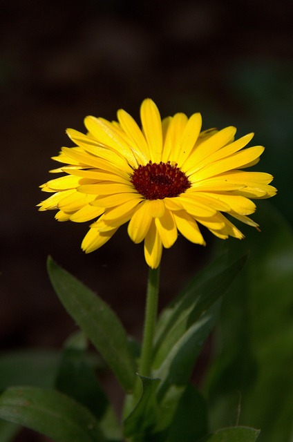 Floral Flower Spring - Free photo on Pixabay - Pixabay