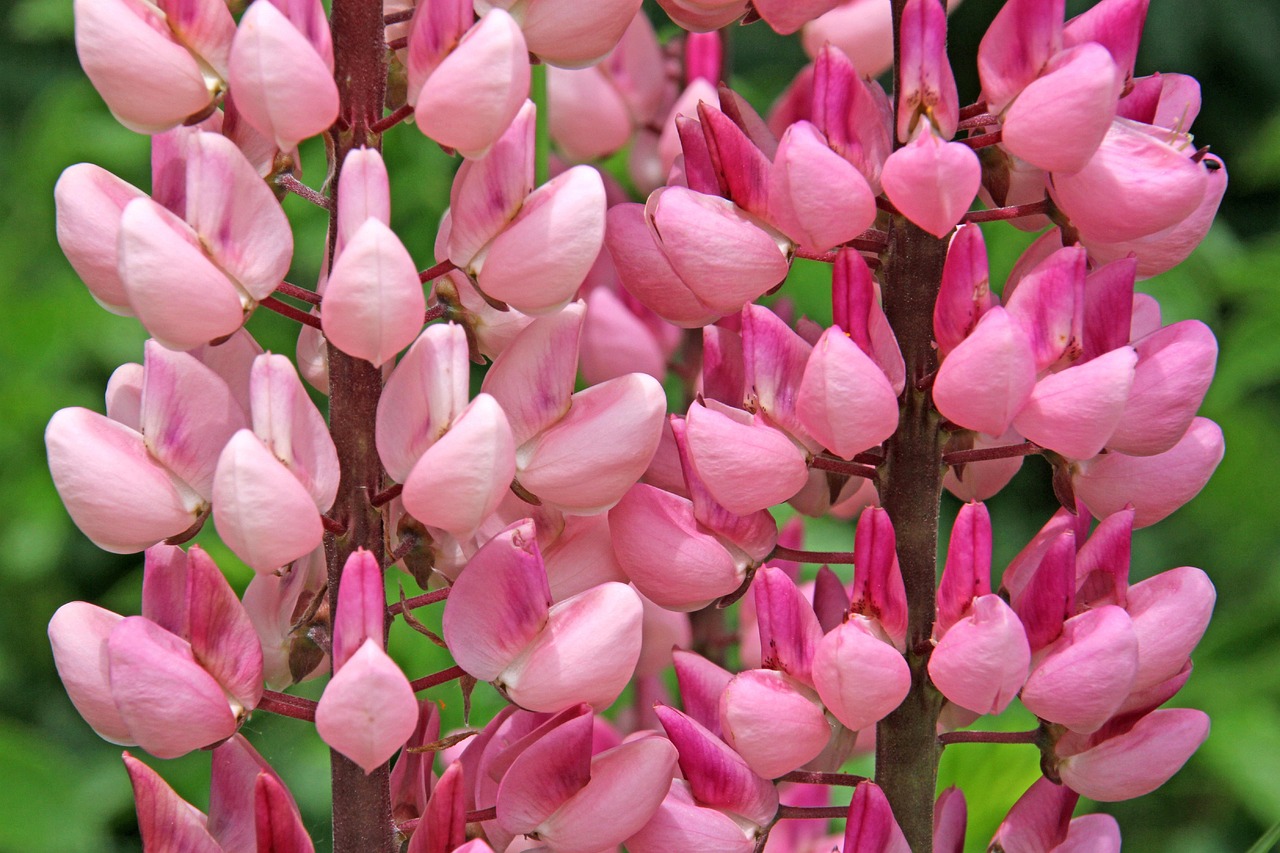 Flower Blossoms Nature - Free photo on Pixabay