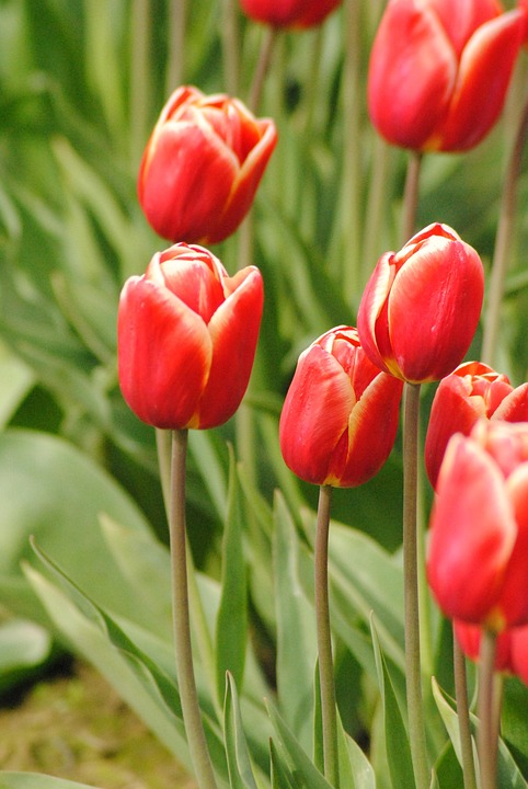 May Flowers Tulips Red - Free photo on Pixabay