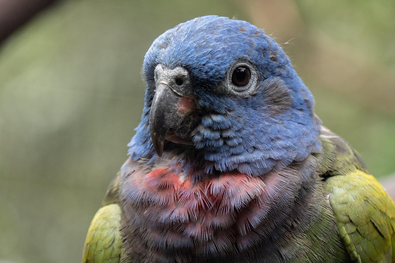 500+ Free Rainforest Animals & Rainforest Images - Pixabay