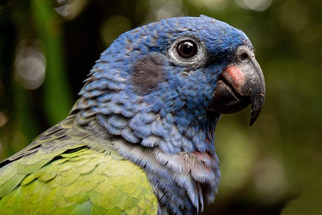 Animal Loro Selva - Foto gratis en Pixabay