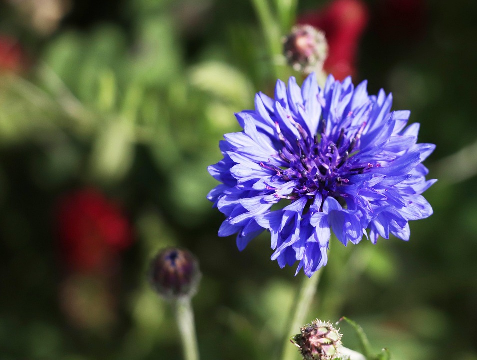 Kronblume Blue Nature - Free photo on Pixabay - Pixabay