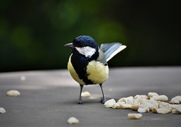 Tit Parus Major Paridae - Free photo on Pixabay