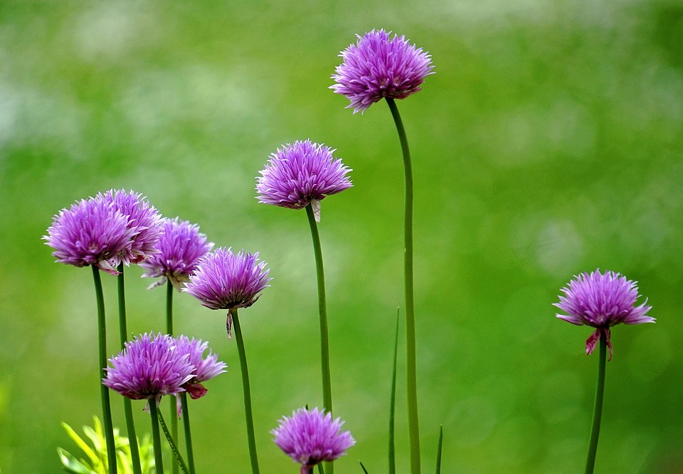 Lauch Blüte Natur - Kostenloses Foto auf Pixabay