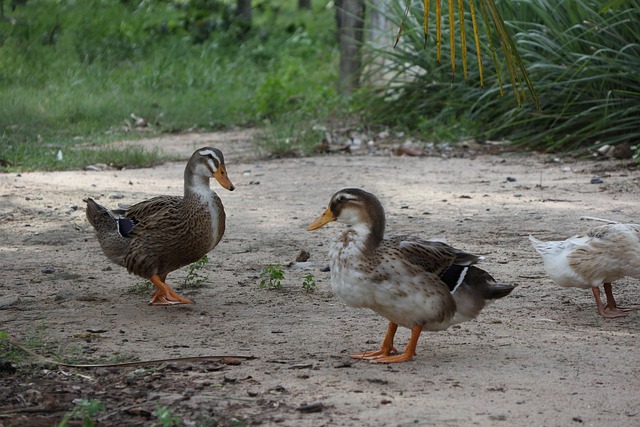 Couple De Canards Trois Deux Des - Photo gratuite sur Pixabay