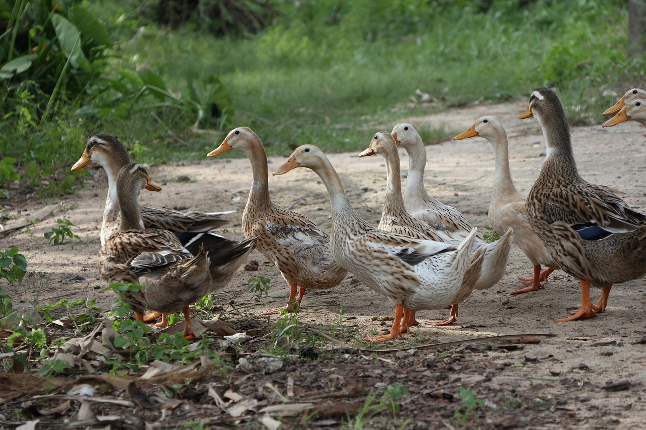 Flock Of Ducks Leading Seven - Free photo on Pixabay