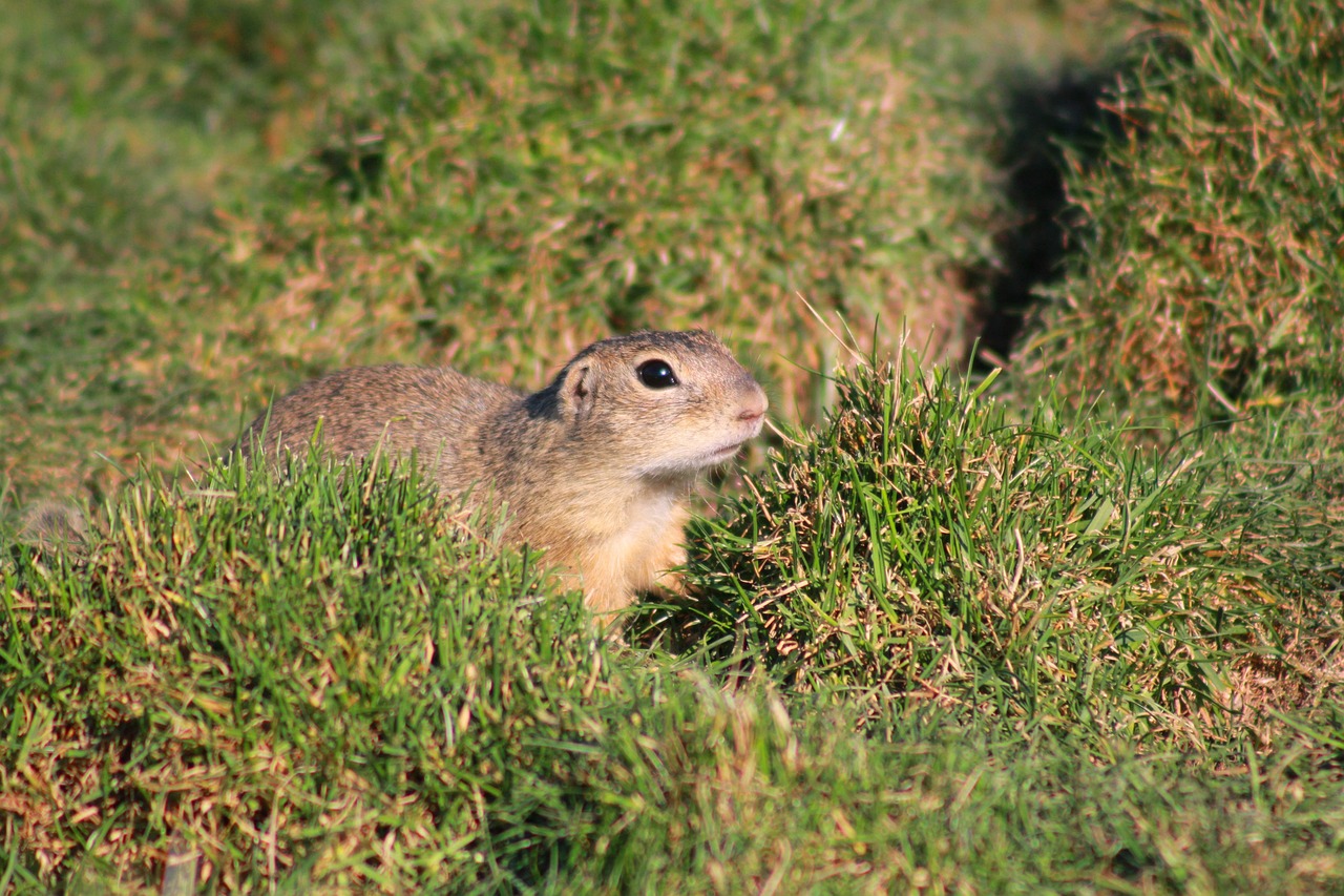 30+ Free European Squirrel & Squirrel Images - Pixabay