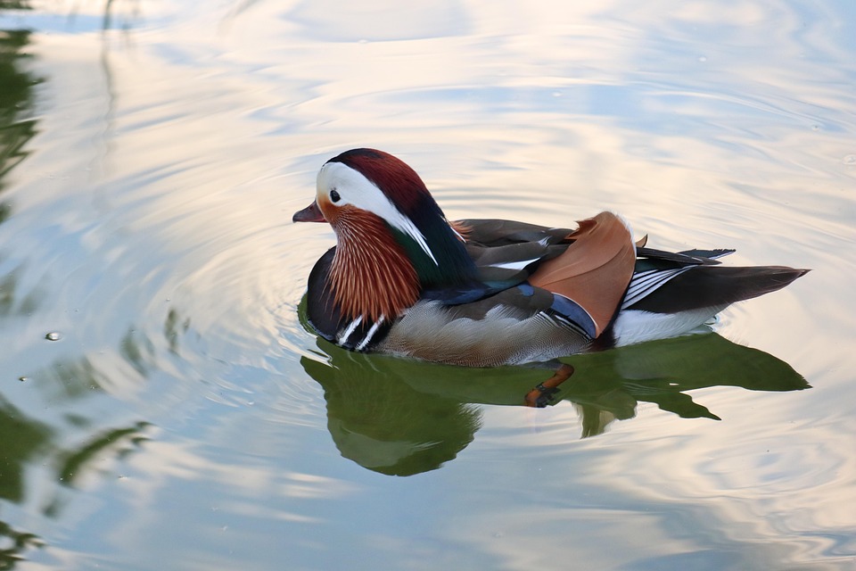 Agua Pato Mandarina - Foto gratis en Pixabay