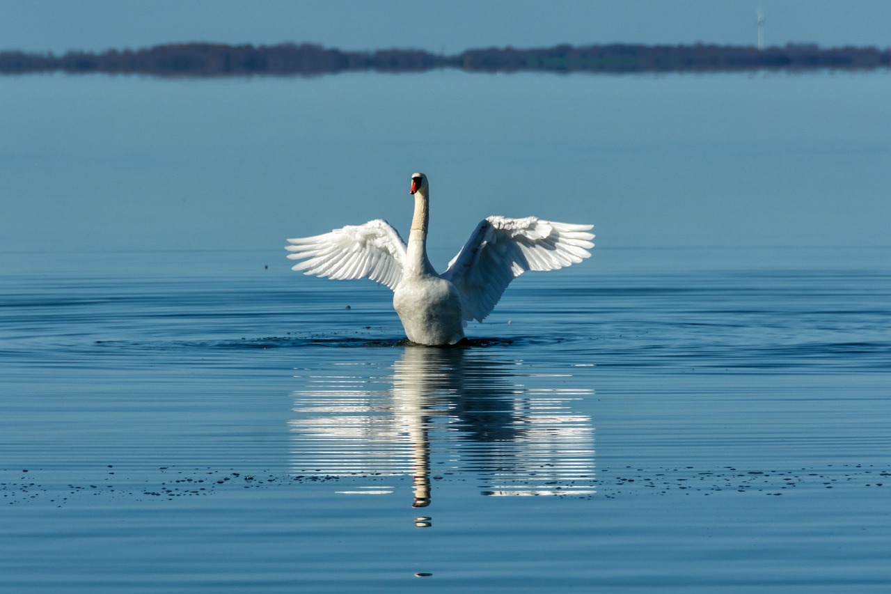 Swan Bird Flying To - Free photo on Pixabay - Pixabay