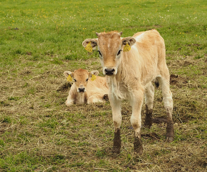 Boci Vache Boeuf - Photo gratuite sur Pixabay - Pixabay