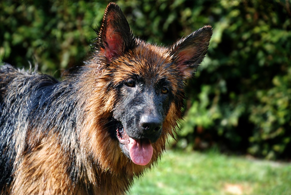 Chien De Berger Animal Vieux - Photo gratuite sur Pixabay - Pixabay